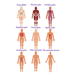 Different human organ system set muscular Vector Image