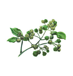 Monkey pepper xylopia aromatica spice Royalty Free Vector