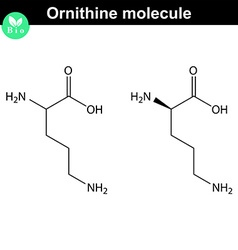 Ornithine molecular structure Royalty Free Vector Image