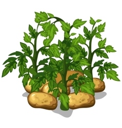 Potato plant Royalty Free Vector Image - VectorStock
