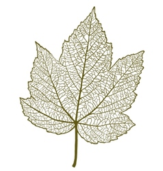 Maple leaf isolated Royalty Free Vector Image - VectorStock