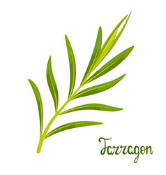 Tarragon Royalty Free Vector Image - VectorStock