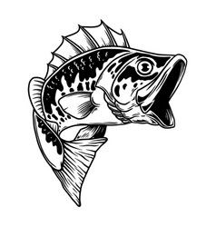 Bass fish big perch perch fishing design element Vector Image