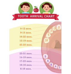 Baby first teeth chart Royalty Free Vector Image