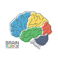 Brain anatomy color scheme Royalty Free Vector Image