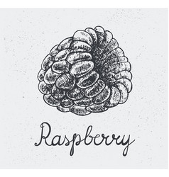 Engraving raspberry retro Royalty Free Vector Image