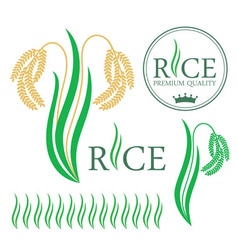 Rice Royalty Free Vector Image - VectorStock