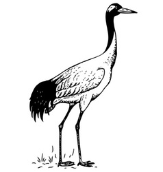 Bird with long legs Royalty Free Vector Image - VectorStock