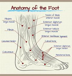 Tooth structure Royalty Free Vector Image - VectorStock