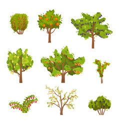 Green bushes in blossom isolated on white Vector Image