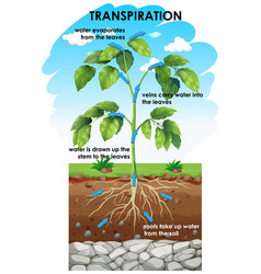 Science poster design for transpiration Royalty Free Vector