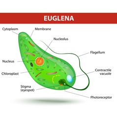 Structure a euglena Royalty Free Vector Image - VectorStock