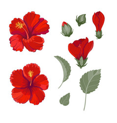 Realistic beautiful hibiscus flower Royalty Free Vector