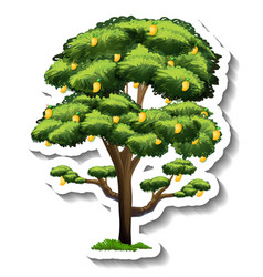 Mango tree on white background Royalty Free Vector Image