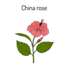 China rose hibiscus rosa-sinensis or Royalty Free Vector