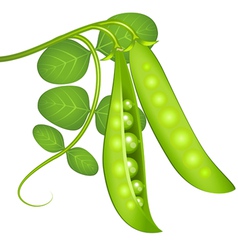 Peas isolated on white photo-realistic isolated on