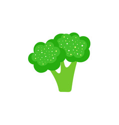 Broccoli plant life cycle growing stages set Vector Image