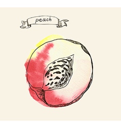Peach sketch Royalty Free Vector Image - VectorStock
