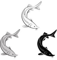 Sturgeon Royalty Free Vector Image - VectorStock
