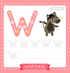 Letter w uppercase and lowercase tracing practice Vector Image