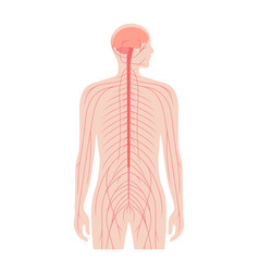 Autonomic nervous system Royalty Free Vector Image