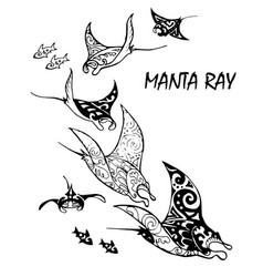 Manta ray Royalty Free Vector Image - VectorStock
