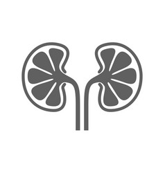 Isolated of kidney Royalty Free Vector Image - VectorStock