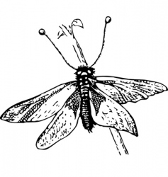 Butterfly pieris rapae Royalty Free Vector Image