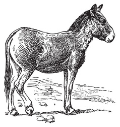 Donkeys Royalty Free Vector Image - VectorStock