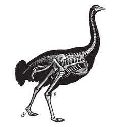 Condor skeleton vintage Royalty Free Vector Image