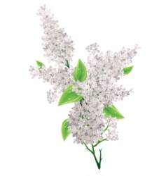 Set of vintage floral bouquet lilac Royalty Free Vector