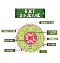 Internal structure of leaf diagram Royalty Free Vector Image