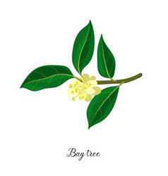 Set of tree leaves Royalty Free Vector Image - VectorStock