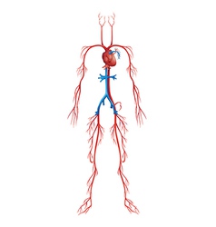 Circulatory system anatomy Royalty Free Vector Image