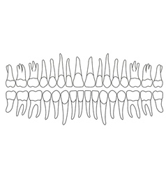 Baby first teeth chart Royalty Free Vector Image