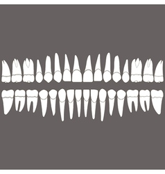 Teeth chart tooth Royalty Free Vector Image - VectorStock