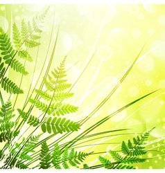 Fern Royalty Free Vector Image - VectorStock