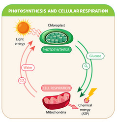 Diagram of photosynthesis for biology and life Vector Image