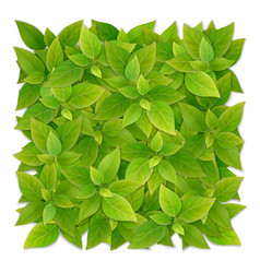 Square frame of leaves Royalty Free Vector Image