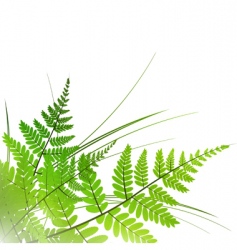 Fern frame Royalty Free Vector Image - VectorStock