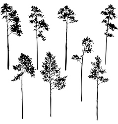 Set of pine trees Royalty Free Vector Image - VectorStock