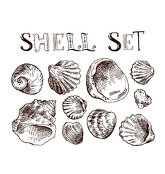 Ocean cockleshells cartoon sea shells Royalty Free Vector