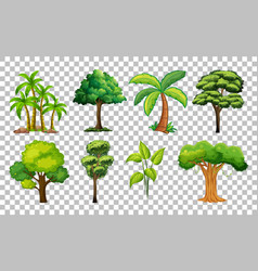 Set tree on transparent background Royalty Free Vector Image