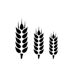 Wheatgrass icon in flat style on white background Vector Image