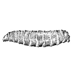 Maggot vintage Royalty Free Vector Image - VectorStock