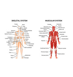 Human muscular skeletal systems poster Royalty Free Vector