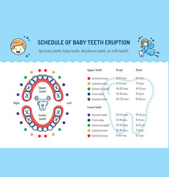 Schedule bateeth eruption primary teeth Royalty Free Vector