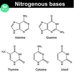 Nitrogenous bases molecular structures Royalty Free Vector