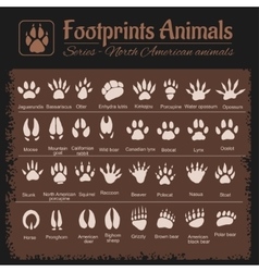 Animal tracks - north american animals Royalty Free Vector