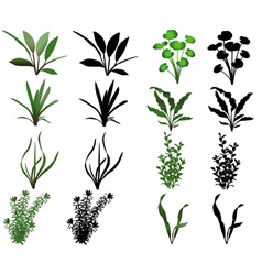Sea plants and aquarium seaweed set Royalty Free Vector